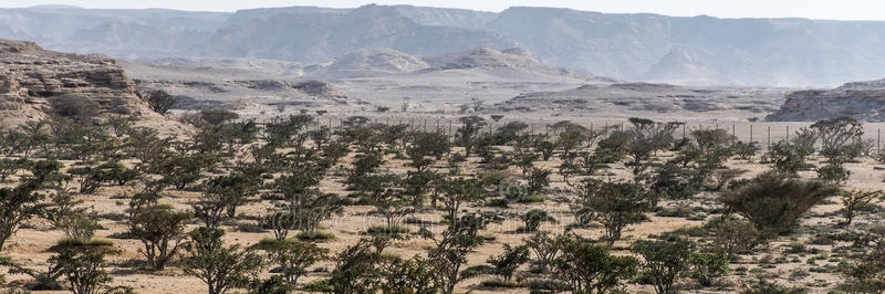Đường mòn Frankincense (The Frankincense Trail) Şalālah, Oman